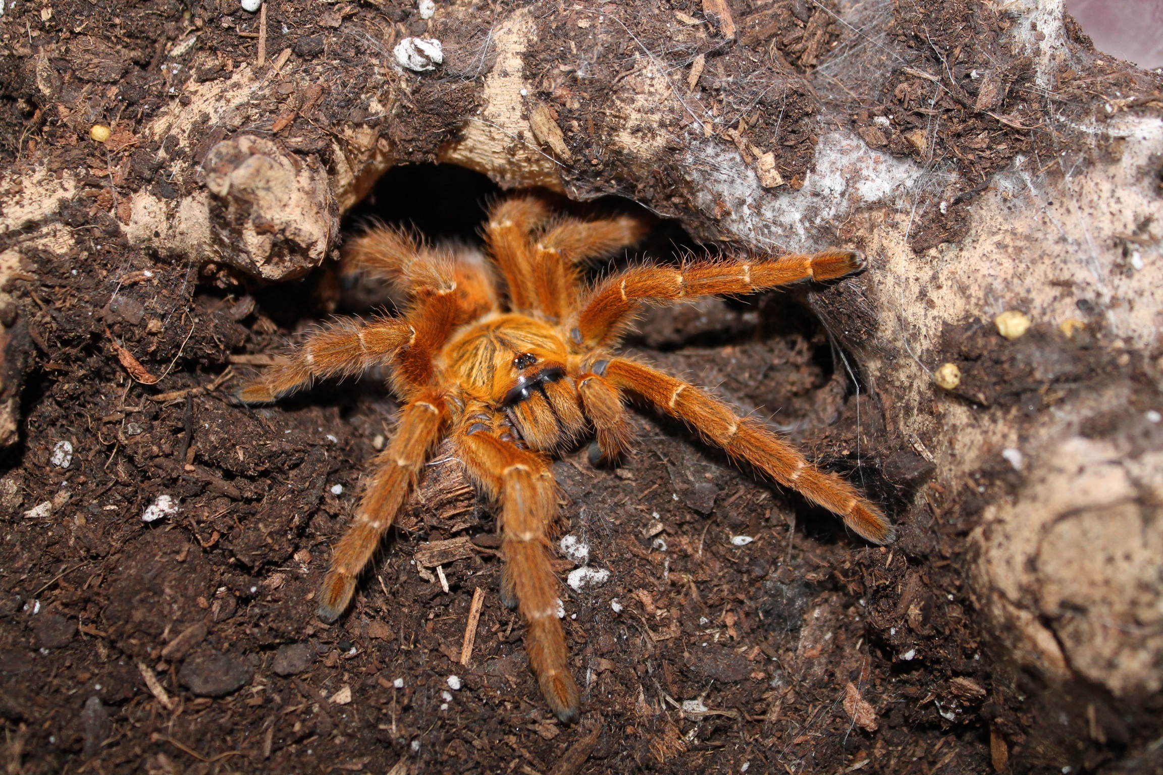 Tarantula Breeding: The Basics of Pairing and Mating Your Ts ...