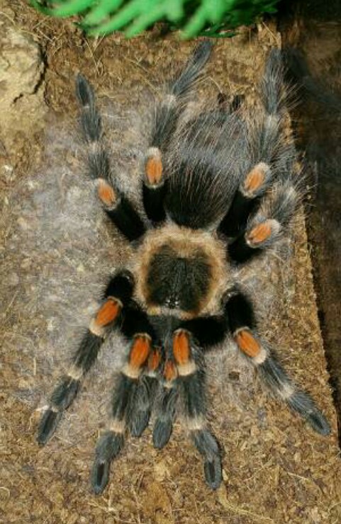 A fresh b.auratum | Tarantula Forum
