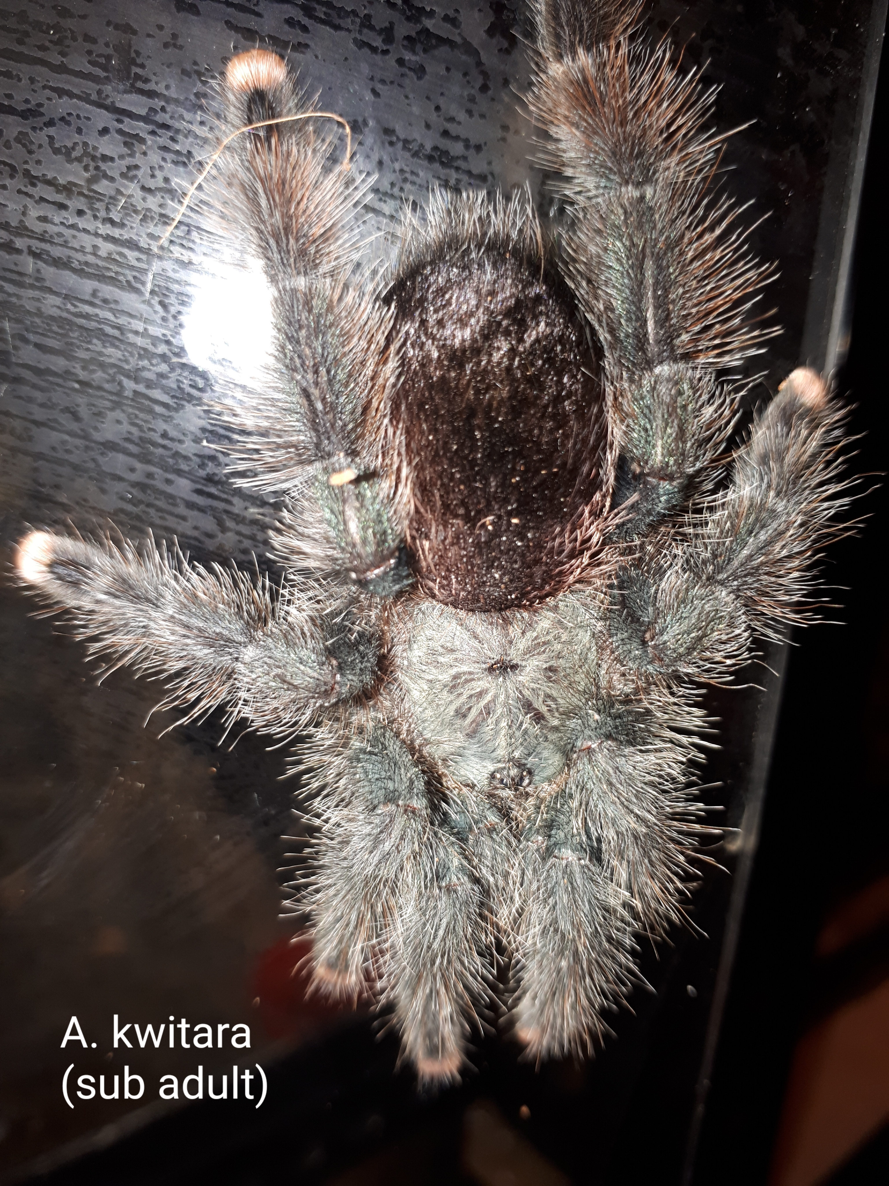 A. kwitara (sub adult) | Tarantula Forum
