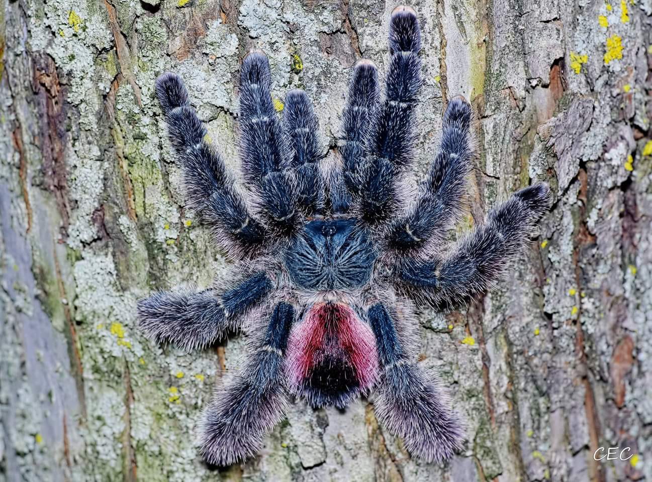 Avicularia variegata | Tarantula Forum