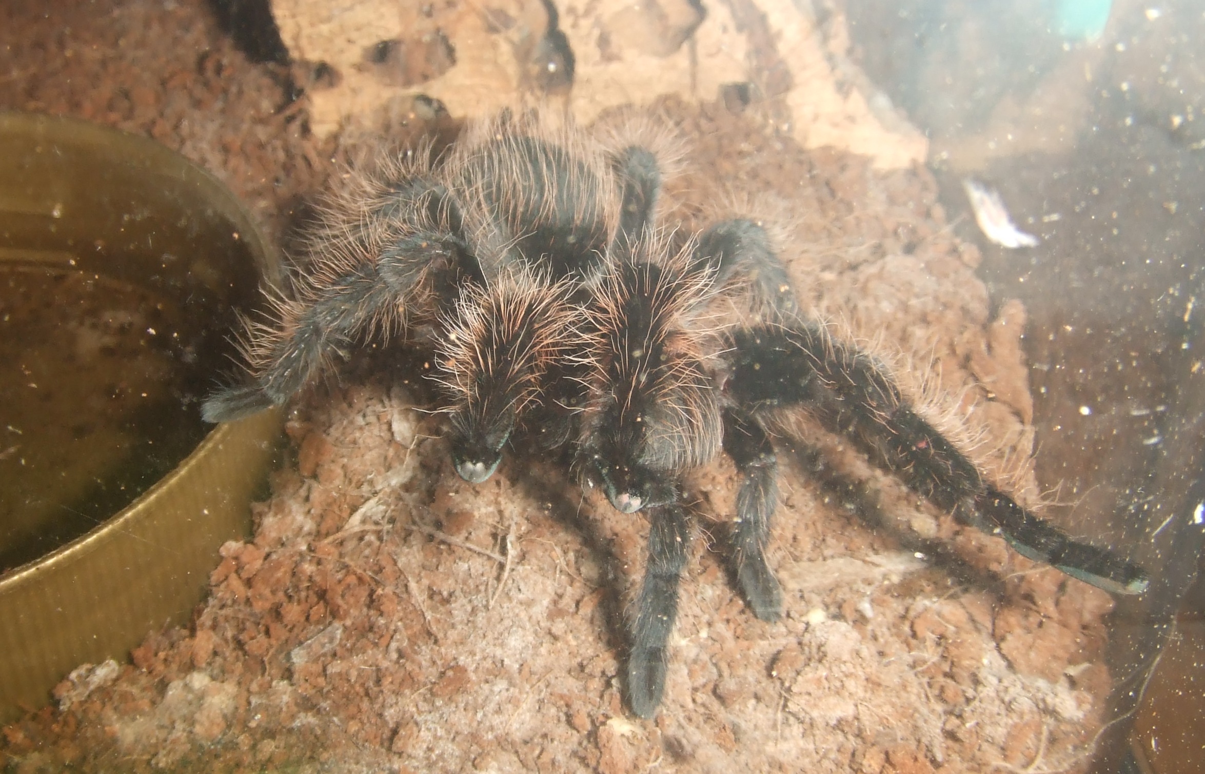 Brachypelma albopilosum - Tinto | Tarantula Forum