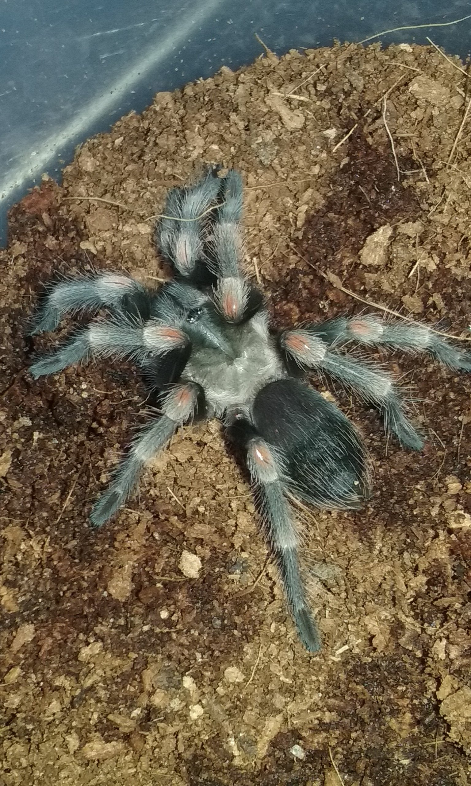 Brachypelma auratum (flame knee) | Tarantula Forum