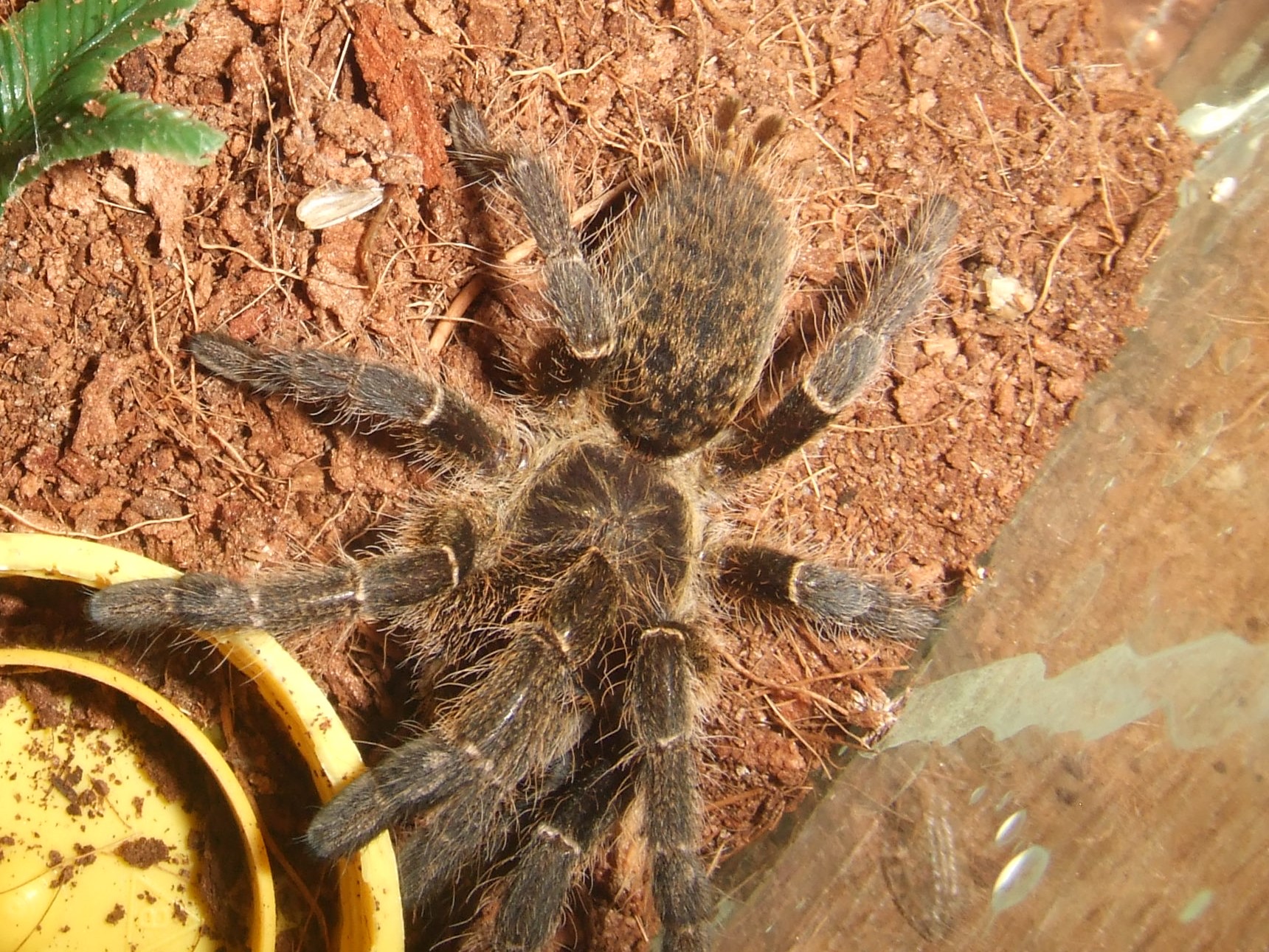 Ceratogyrus meridionalis - Rift | Tarantula Forum