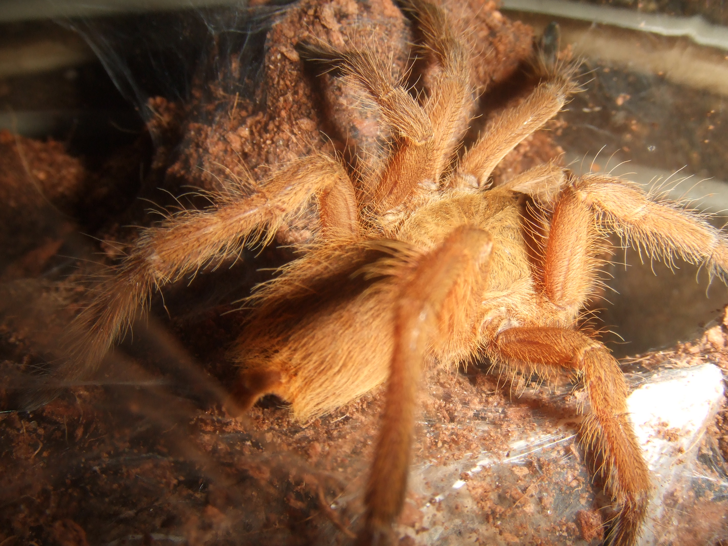 Chilobrachys huahini - Chiang Mai | Tarantula Forum