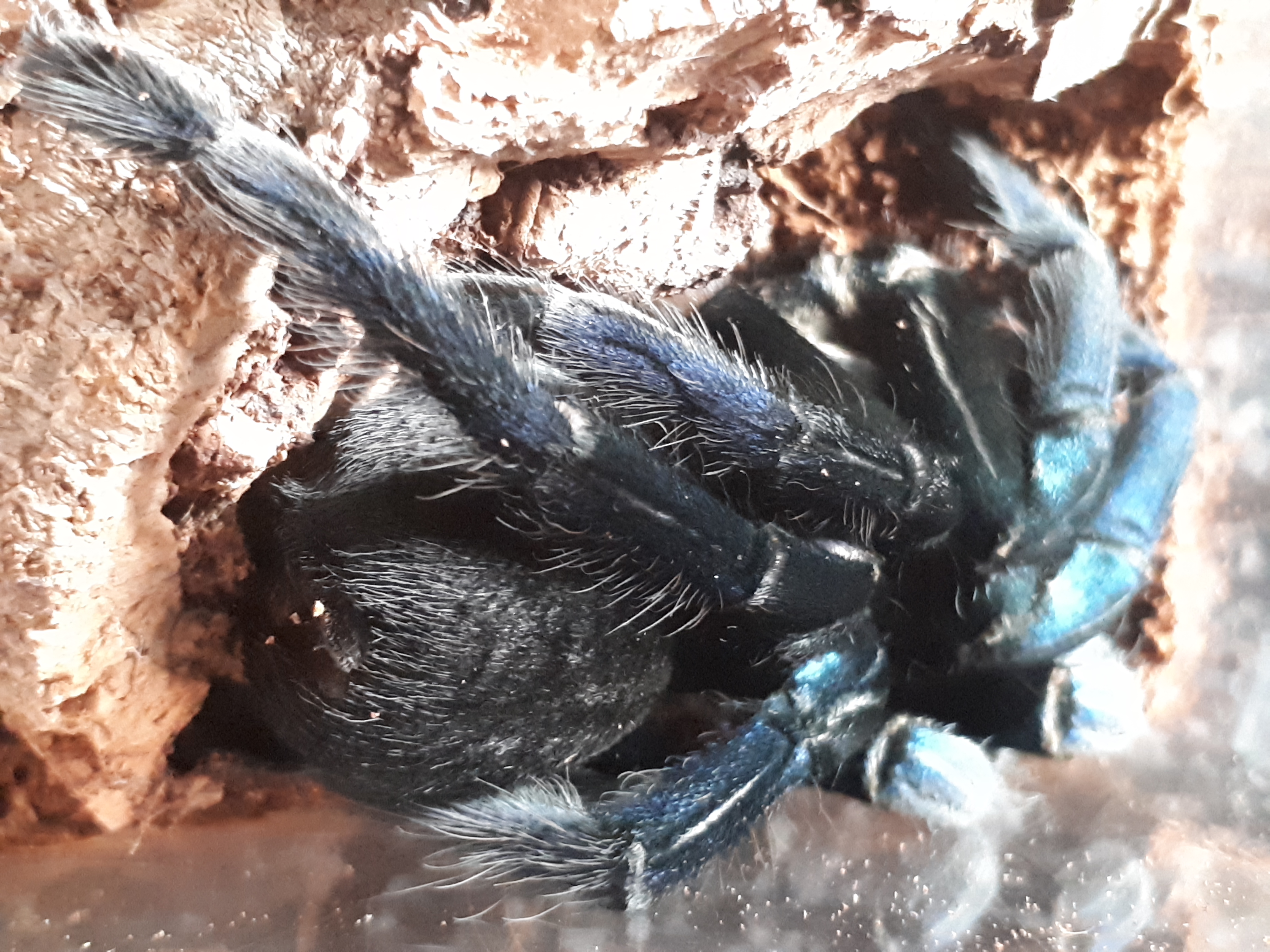 Cobalt blue | Tarantula Forum