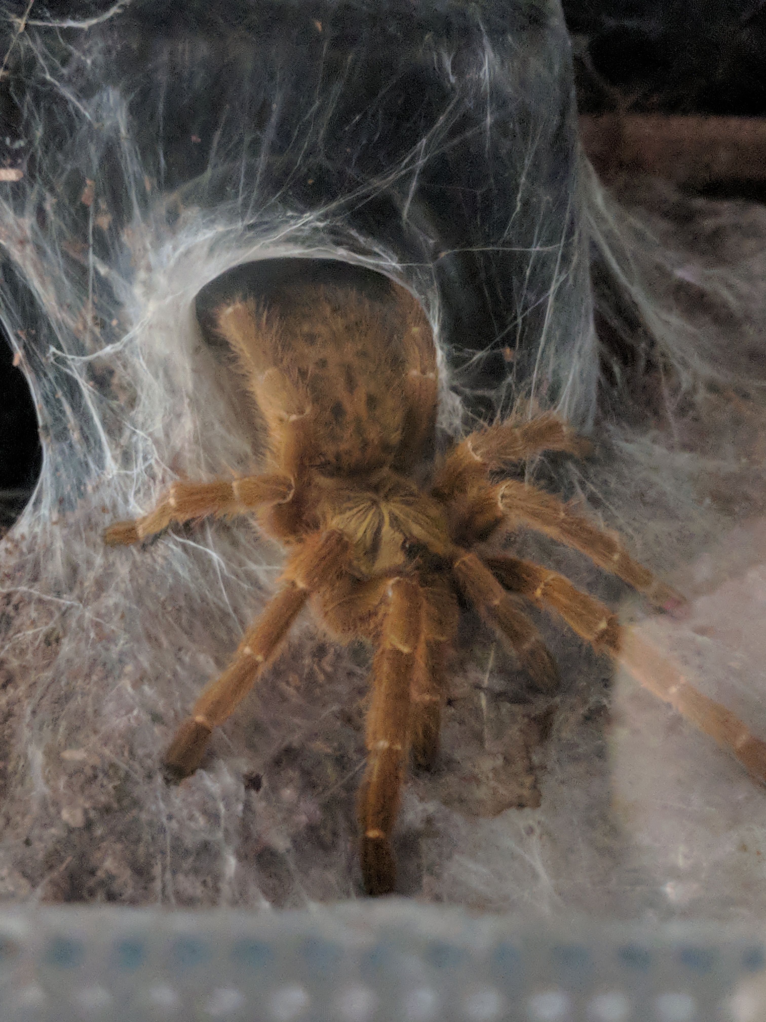 Female OBT | Tarantula Forum