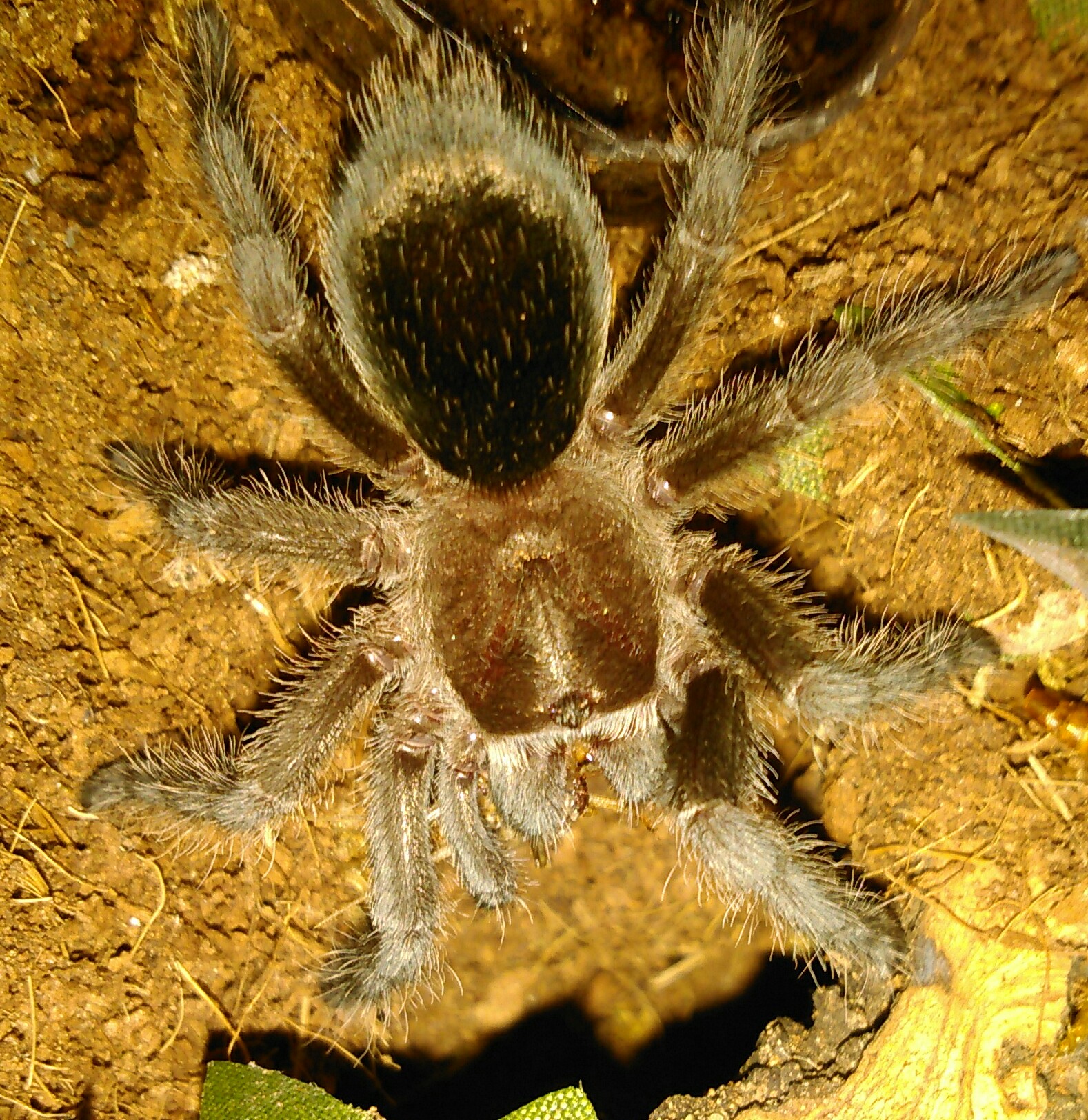 G.pulchra | Tarantula Forum