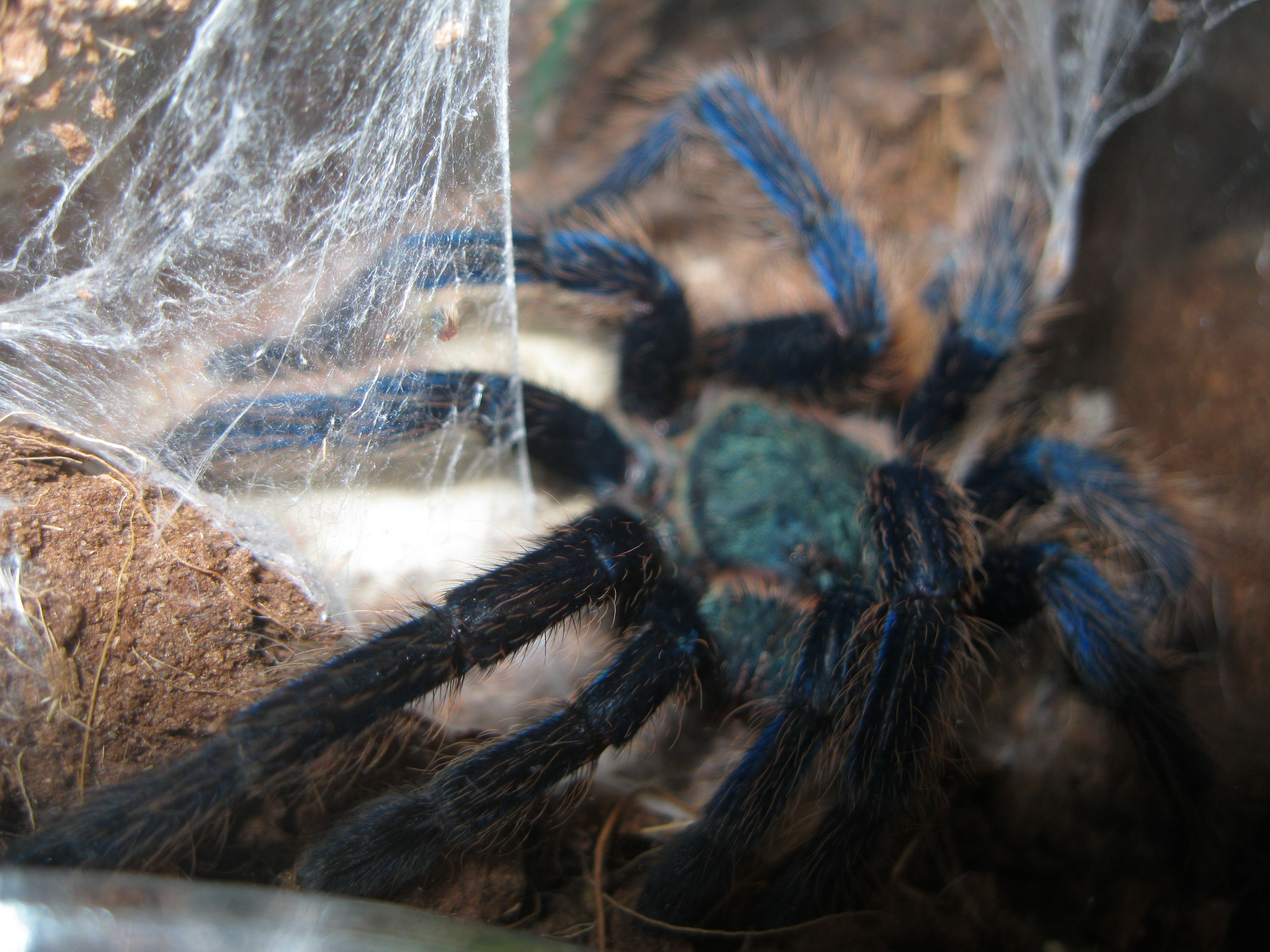 GBB post-molt | Tarantula Forum