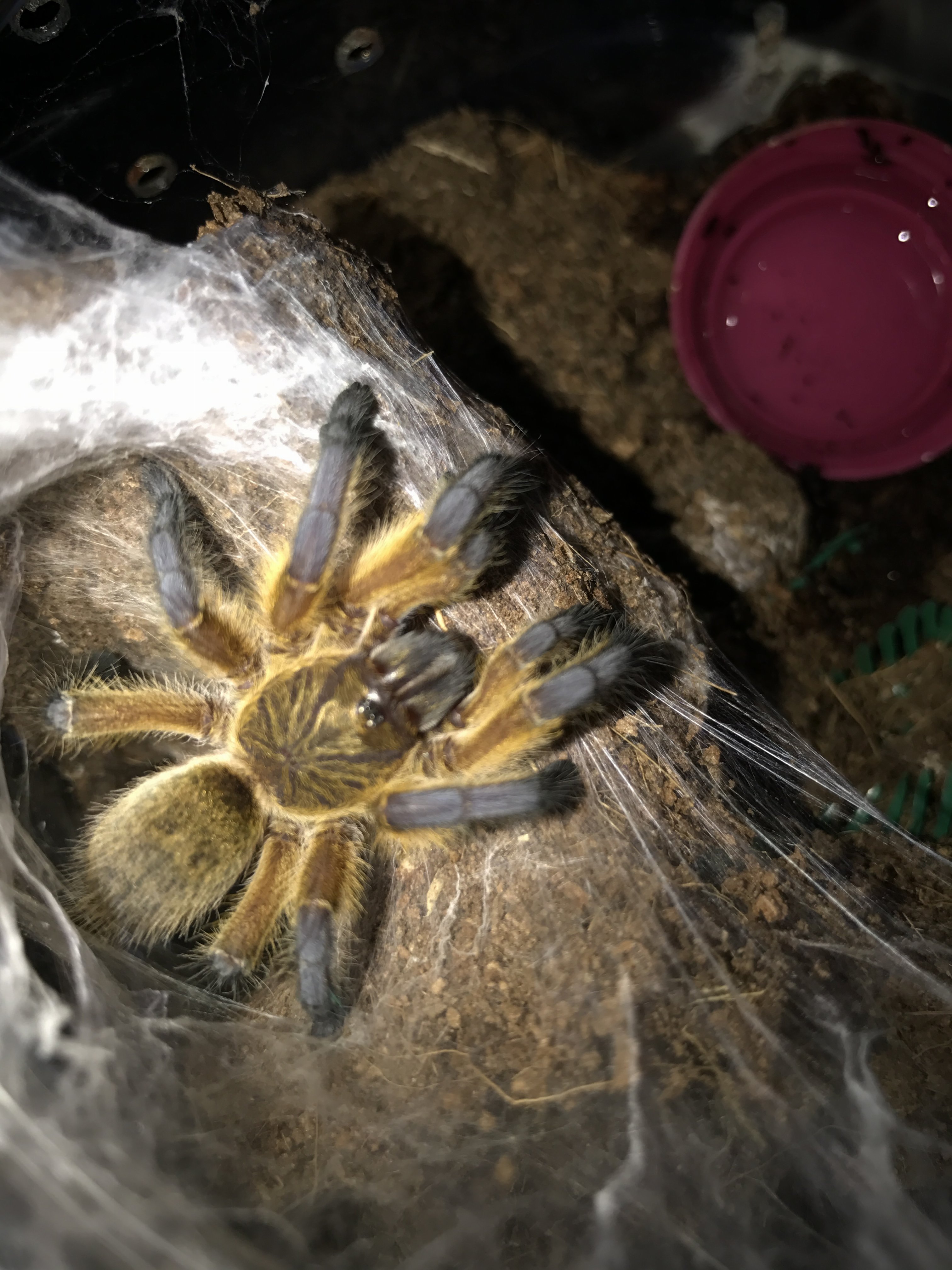H pulchripes | Tarantula Forum