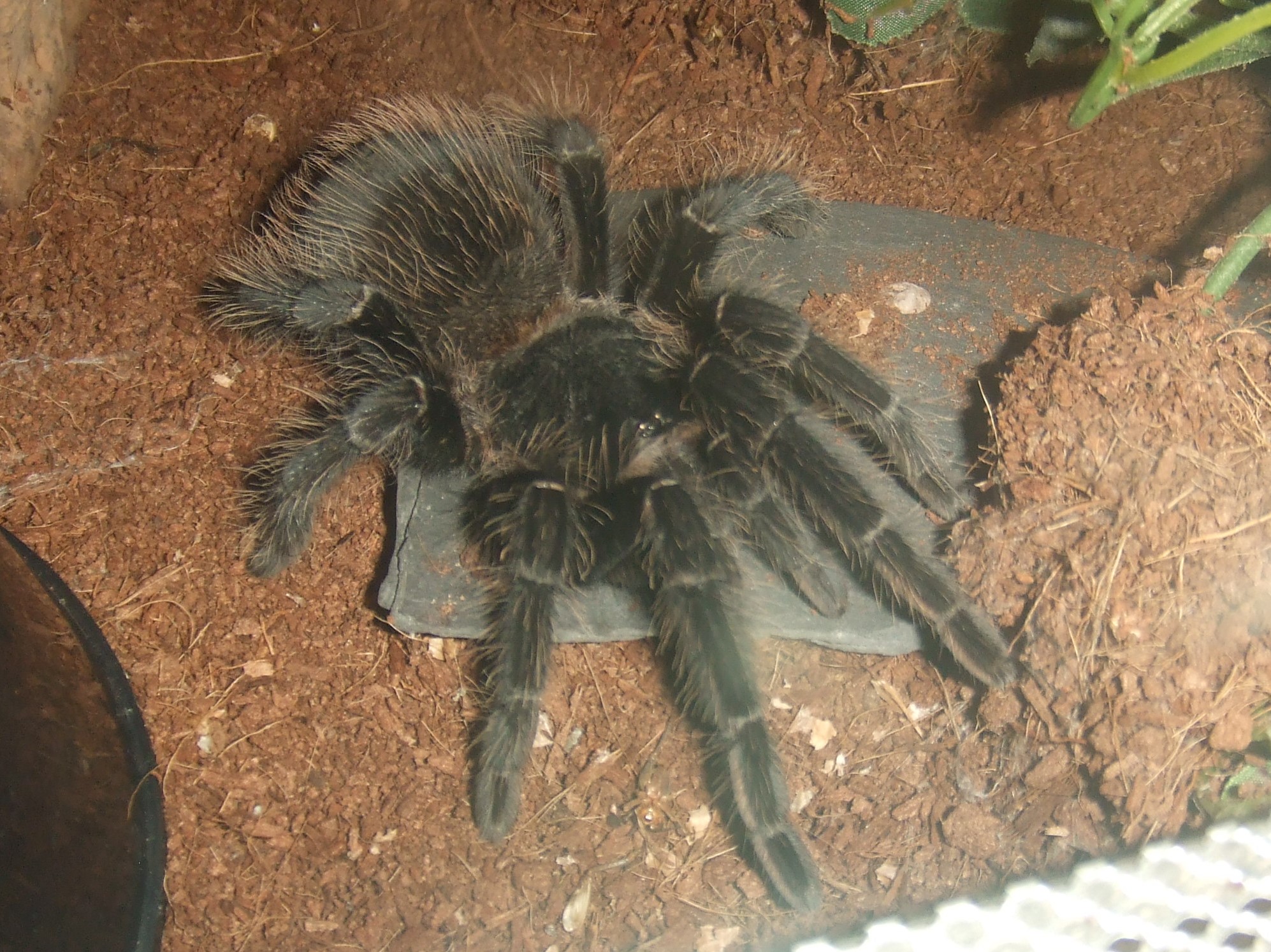 Lasiodora parahybana - Pip | Tarantula Forum