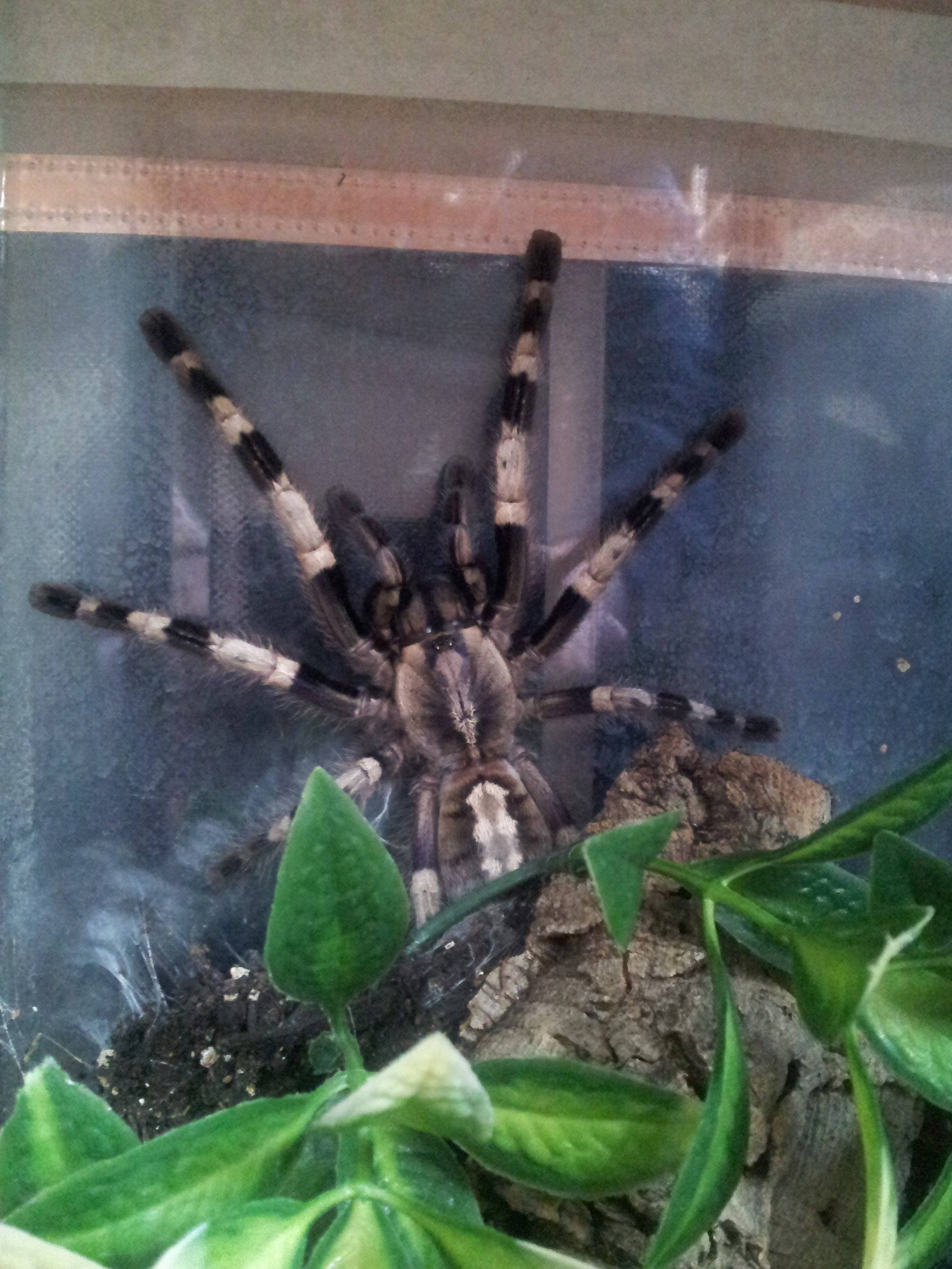 Miranda........ P miranda | Tarantula Forum