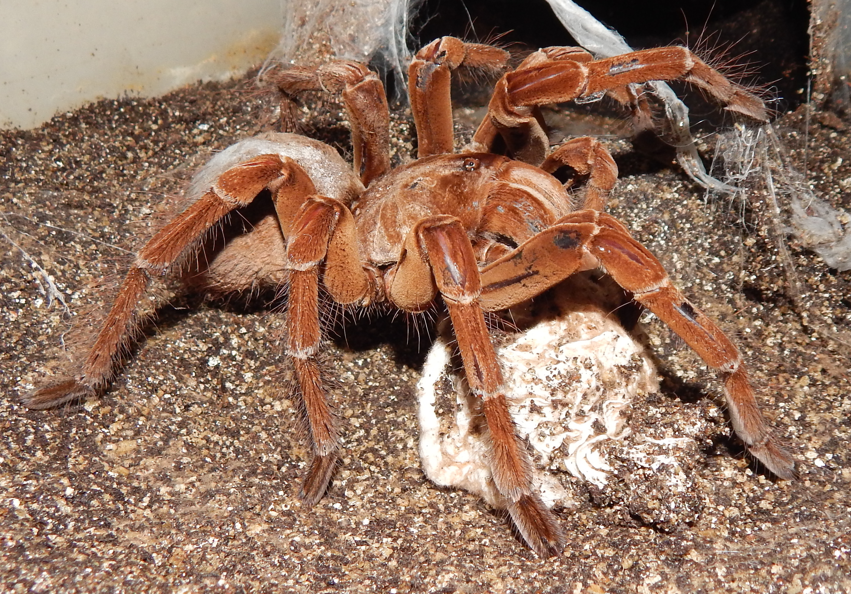 Tarantula Egg Sac