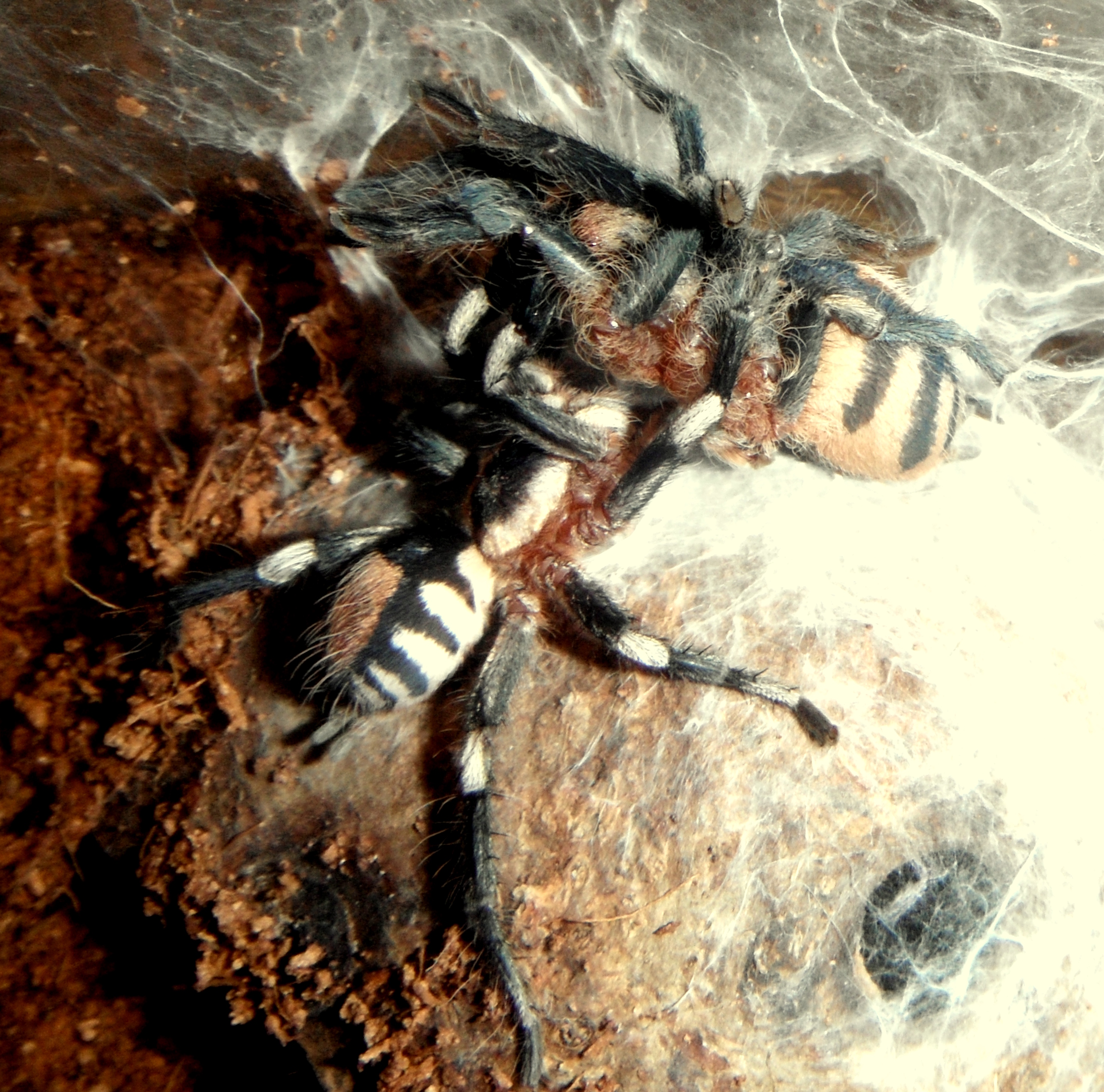 Pairing (Breeding) Cyriocosmus ritae (Peruvian Dwarf Black & White ...