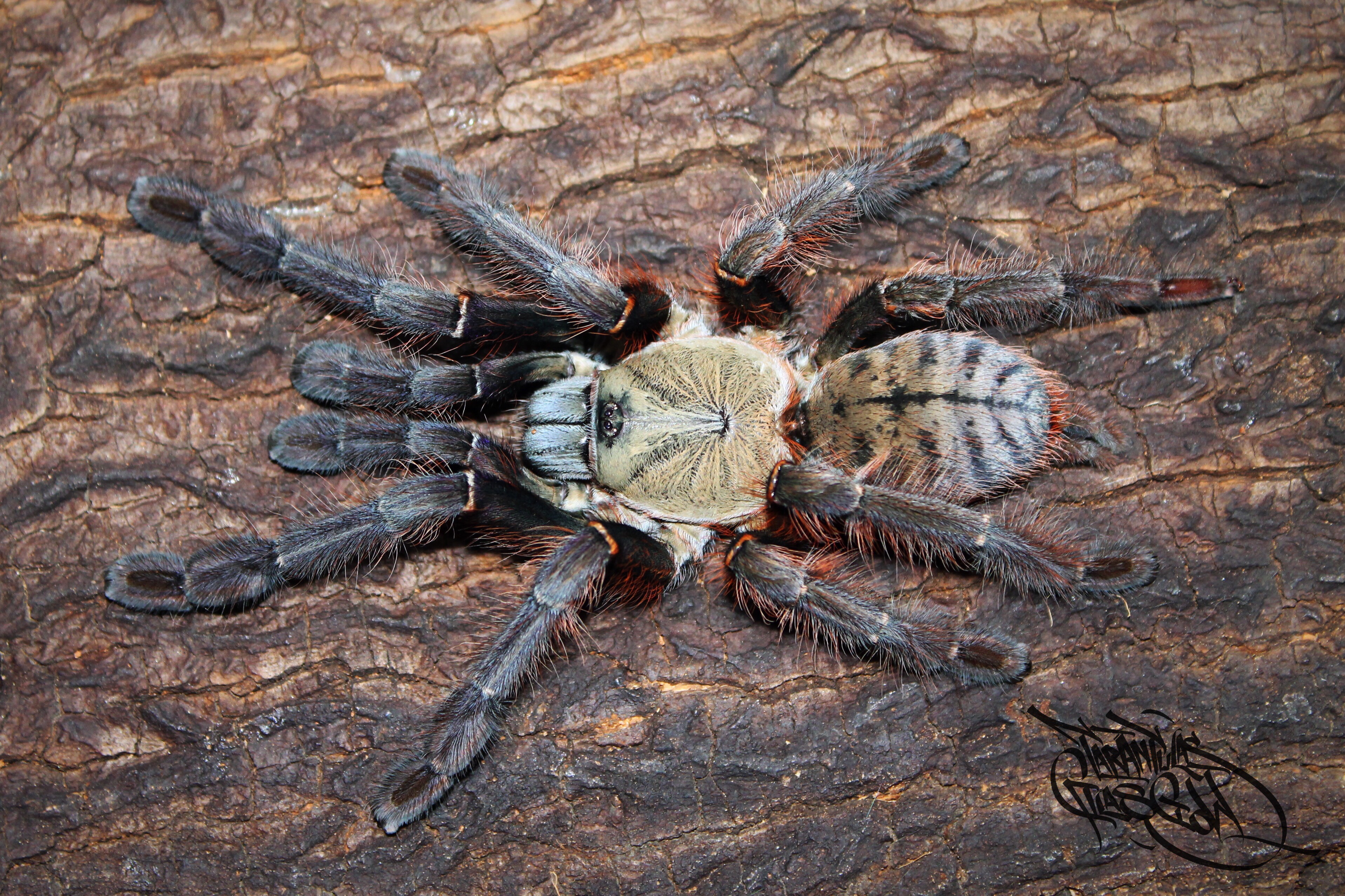 Phormingochilus everetti | Tarantula Forum