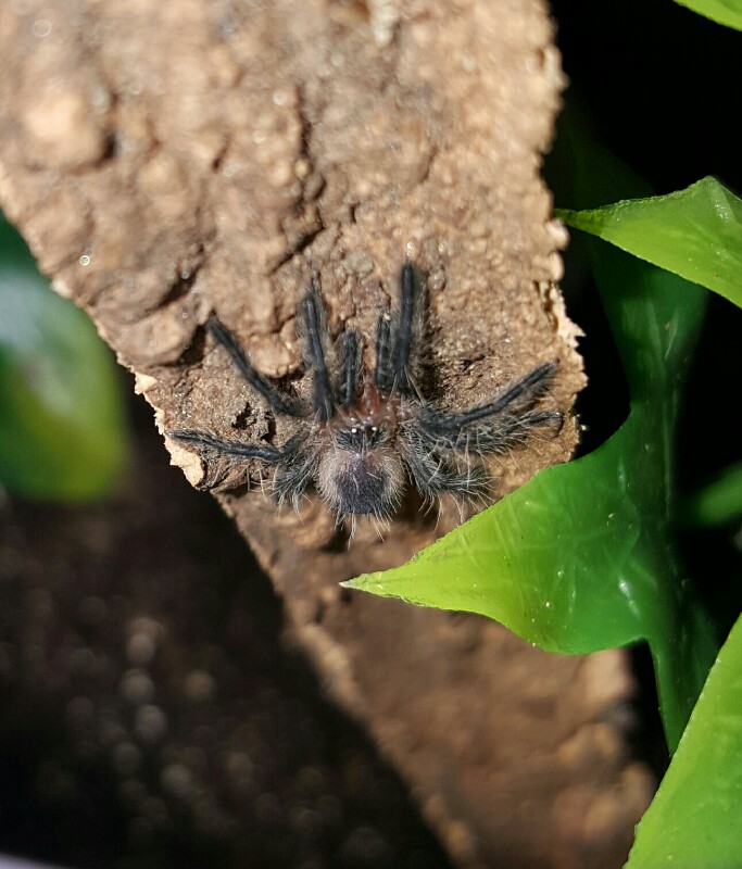 Psalmopoeus ecclesiasticus #2 | Tarantula Forum