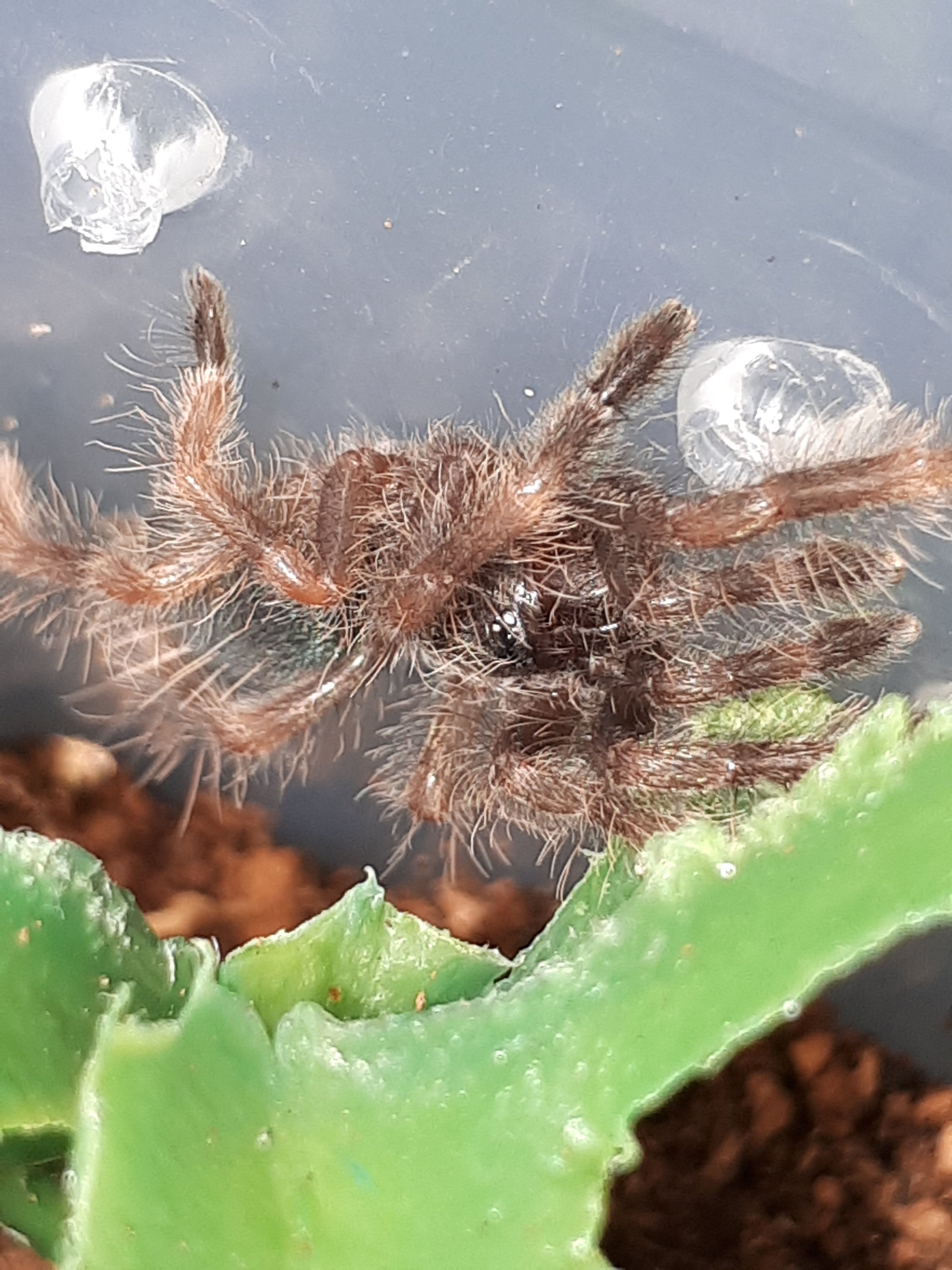 Psalmopoeus victori | Tarantula Forum