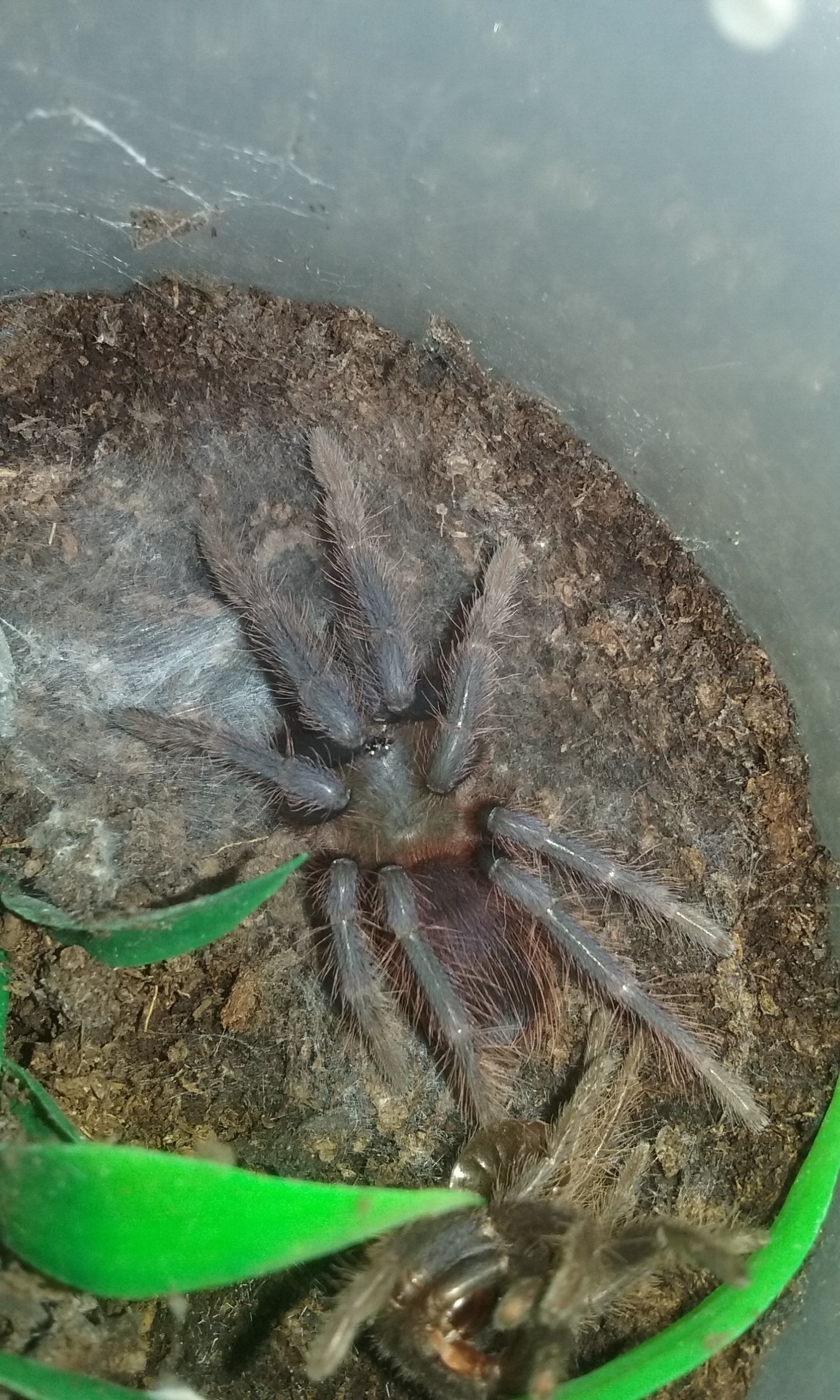 Pterinopelma sazimai - Brazilian Blue Tarantula - Fluff | Tarantula Forum