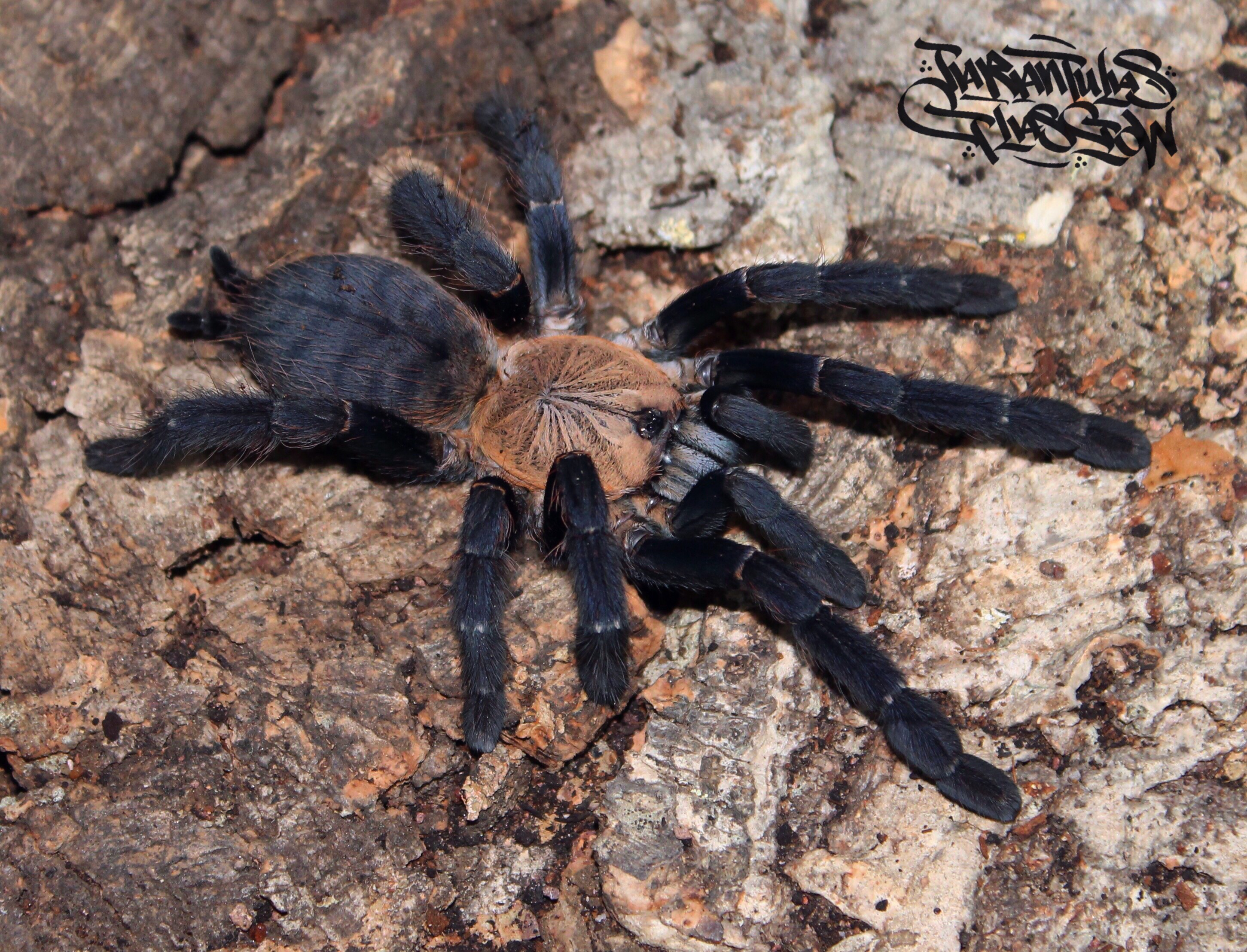 Purple Tree Bandit | Tarantula Forum